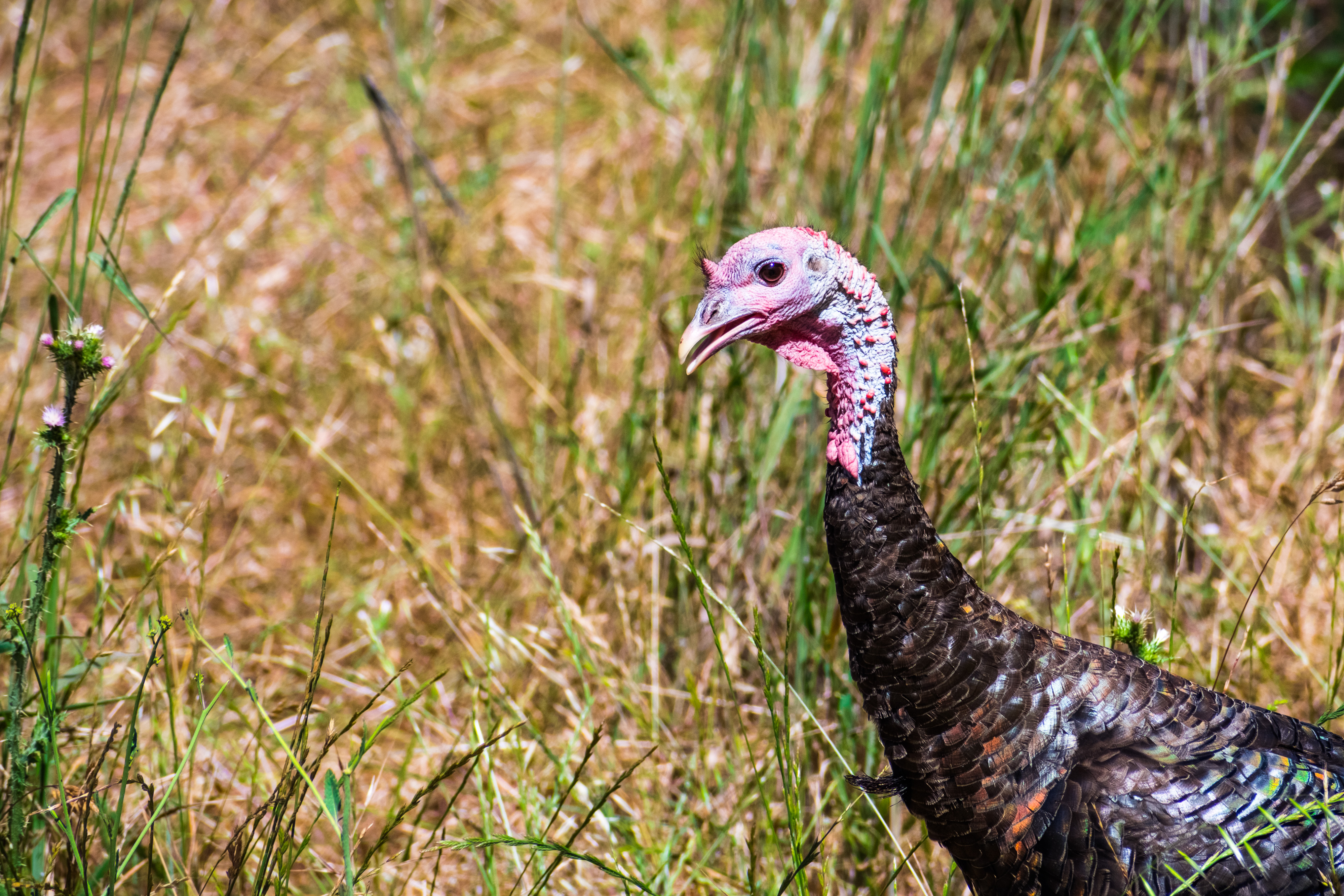 The What, Why and How of Budget Turkeys | Florida TaxWatch